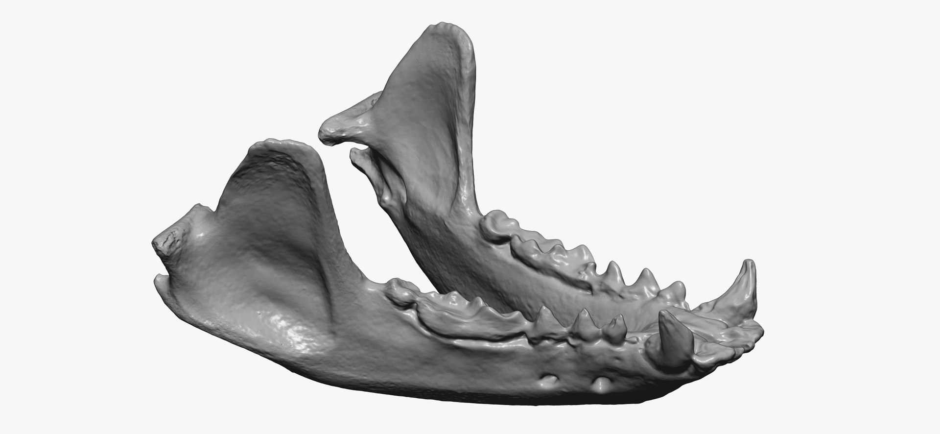 3D European Badger (Meles Meles) Jaw 01 RAW Scan - TurboSquid 2143317