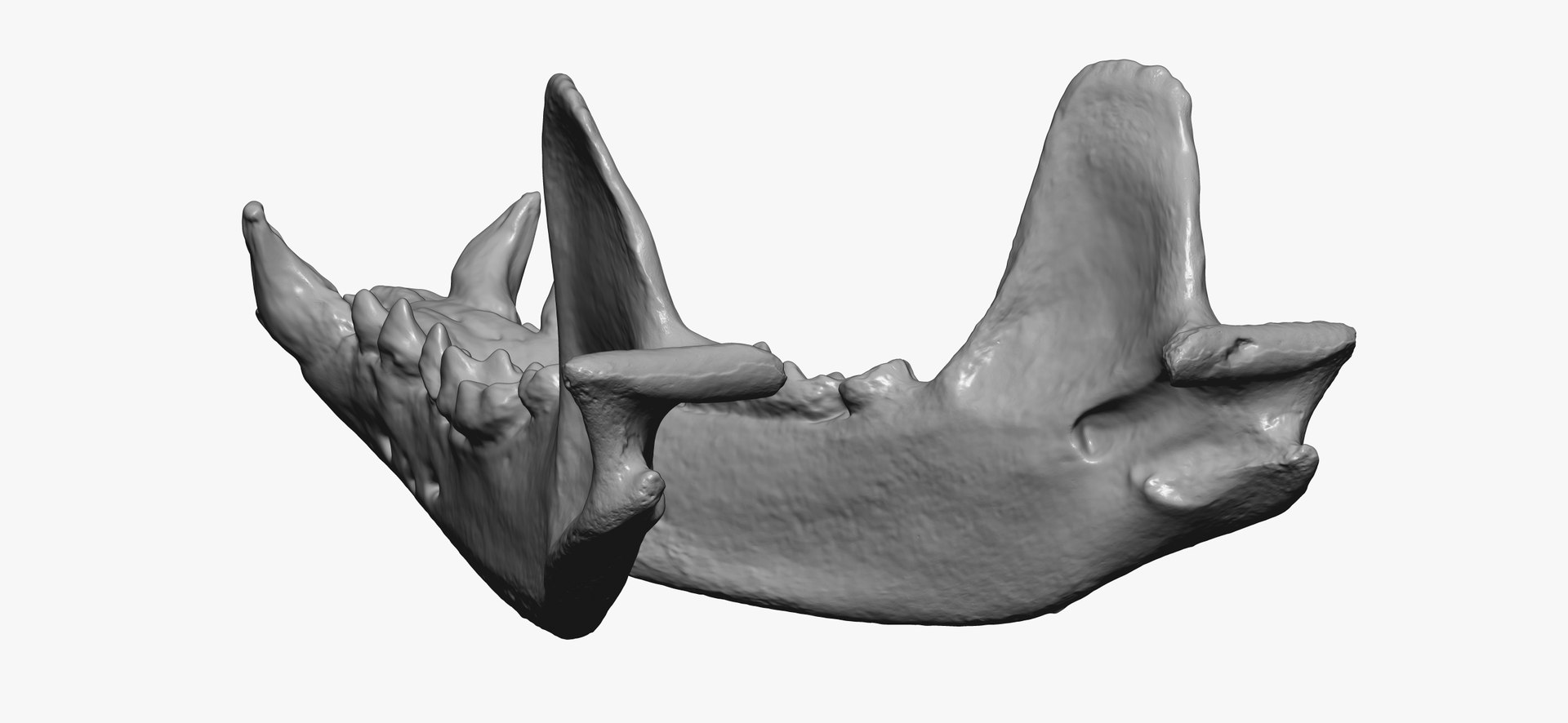 3D European Badger (Meles Meles) Jaw 01 RAW Scan - TurboSquid 2143317