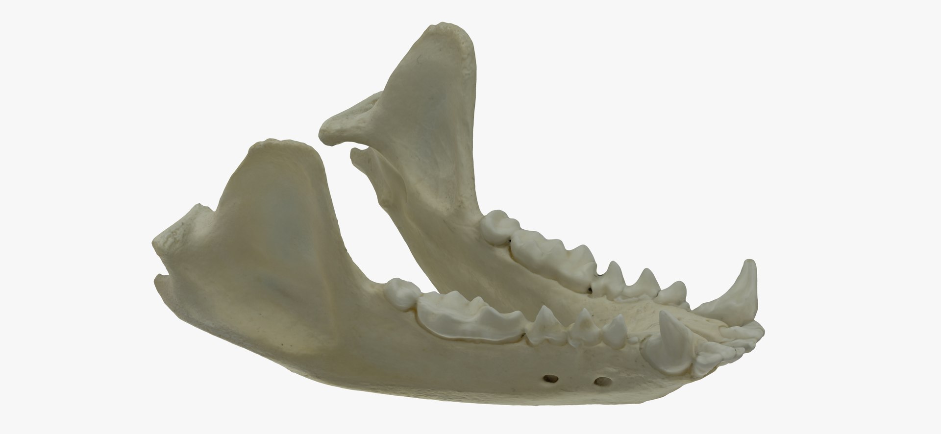 3D European Badger (Meles Meles) Jaw 01 RAW Scan - TurboSquid 2143317