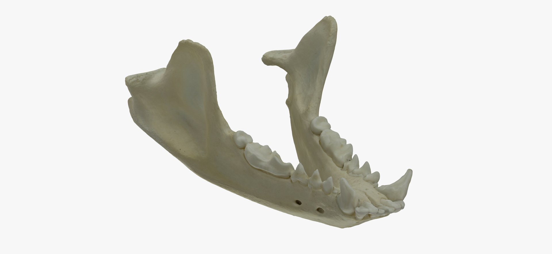 3D European Badger (Meles Meles) Jaw 01 RAW Scan - TurboSquid 2143317