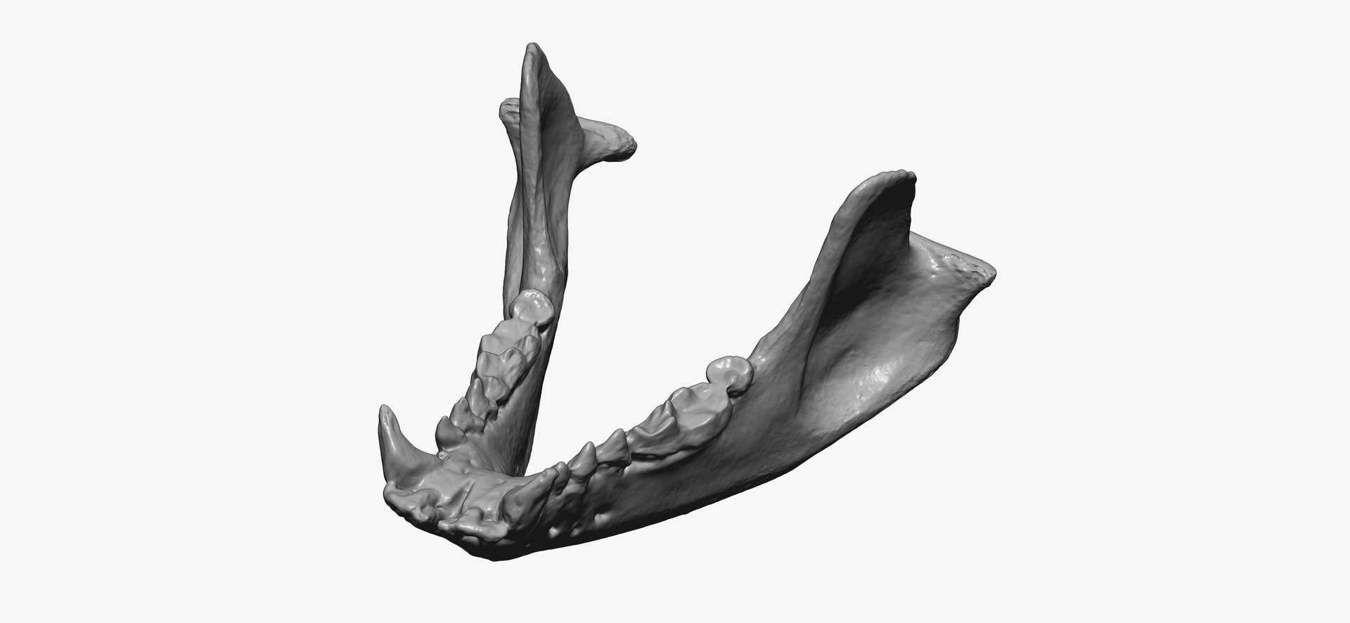 3D European Badger (Meles Meles) Jaw 01 RAW Scan - TurboSquid 2143317