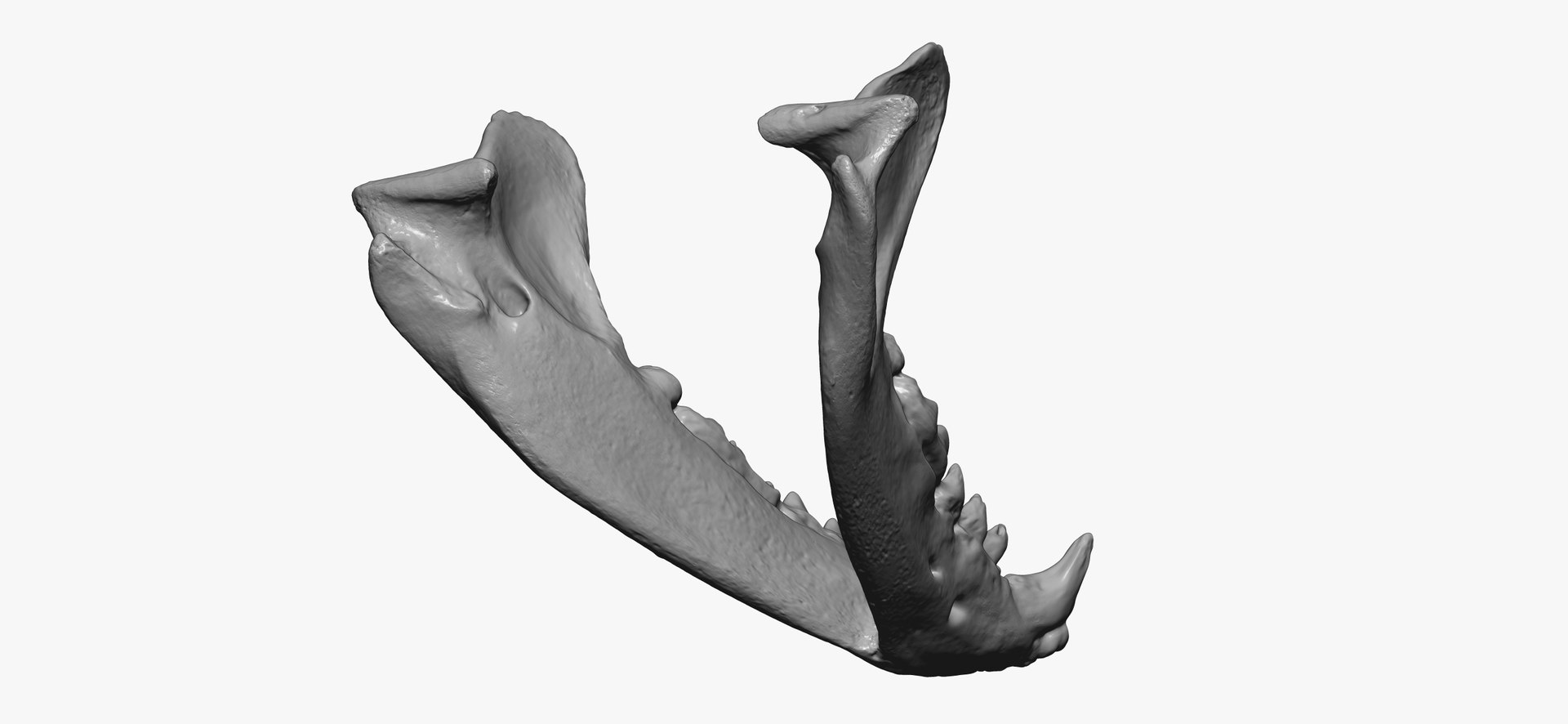 3D European Badger (Meles Meles) Jaw 01 RAW Scan - TurboSquid 2143317