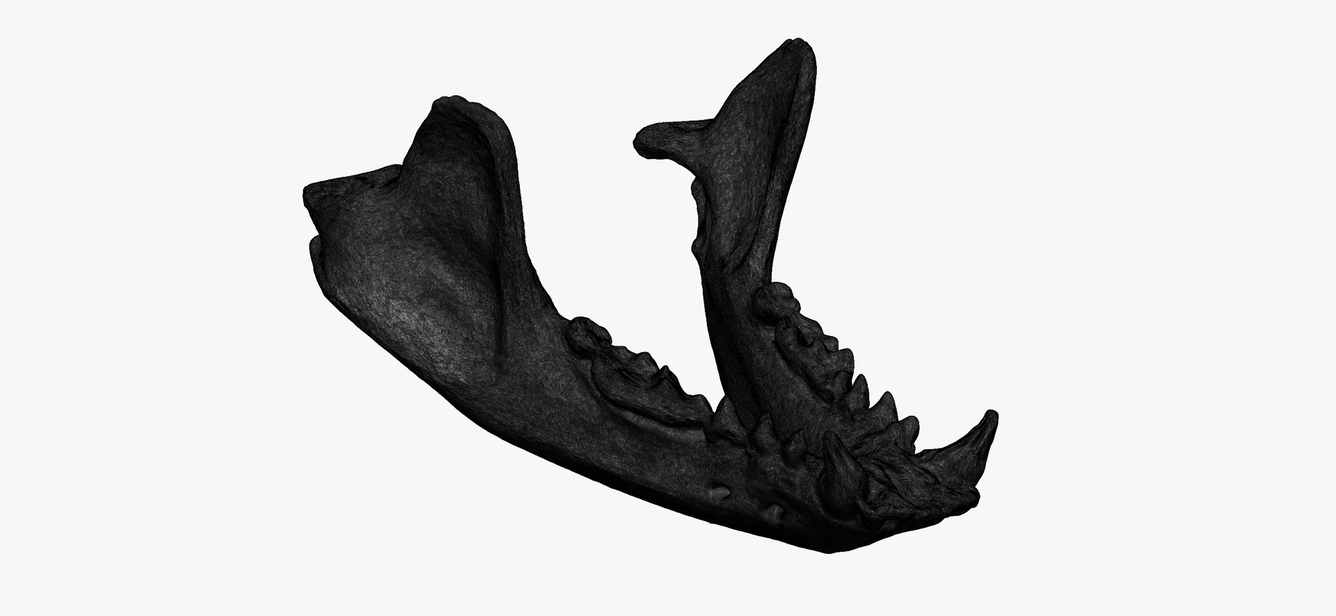 3D European Badger (Meles Meles) Jaw 01 RAW Scan - TurboSquid 2143317