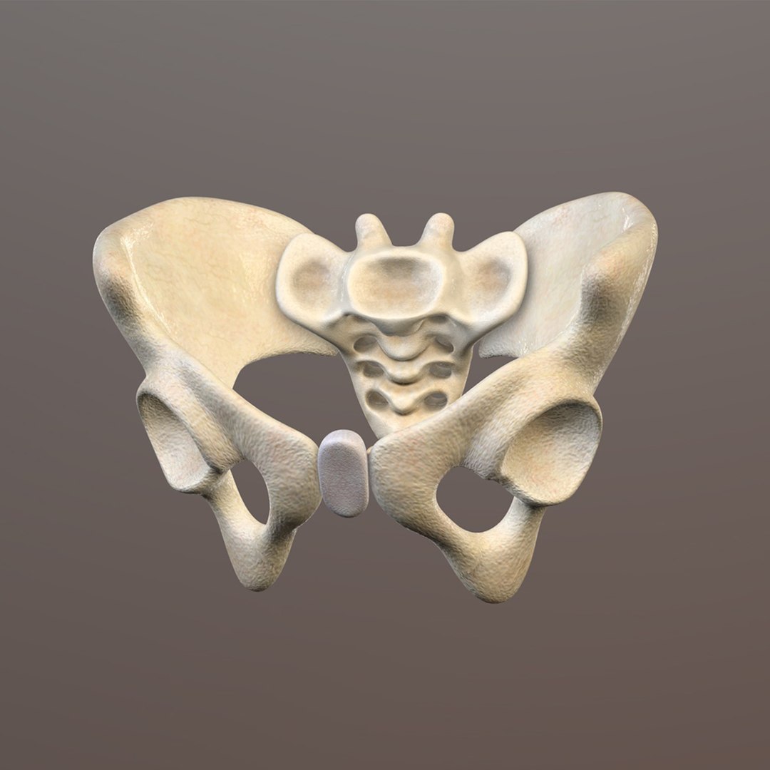 modelo 3d Hueso de la pelvis - TurboSquid 2124862