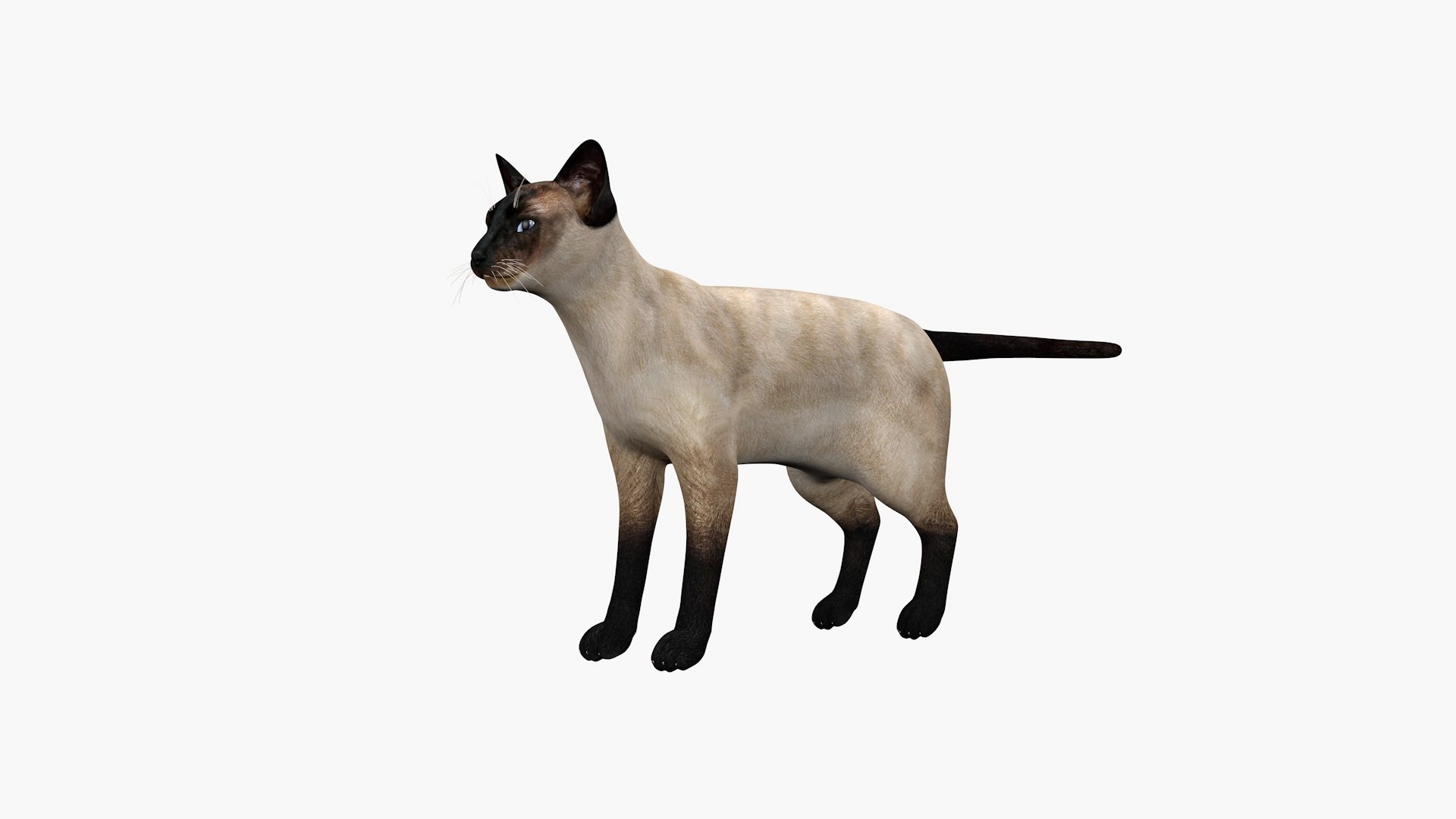 Siamese Cat 3D Model - TurboSquid 1844027