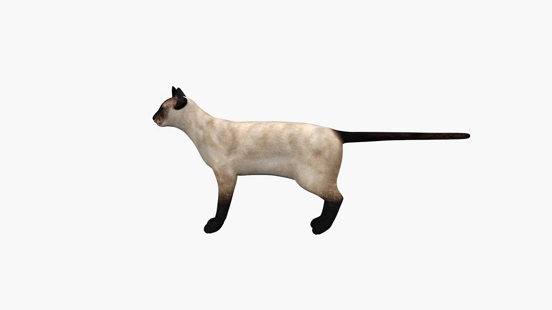Siamese Cat 3D Model - TurboSquid 1844027
