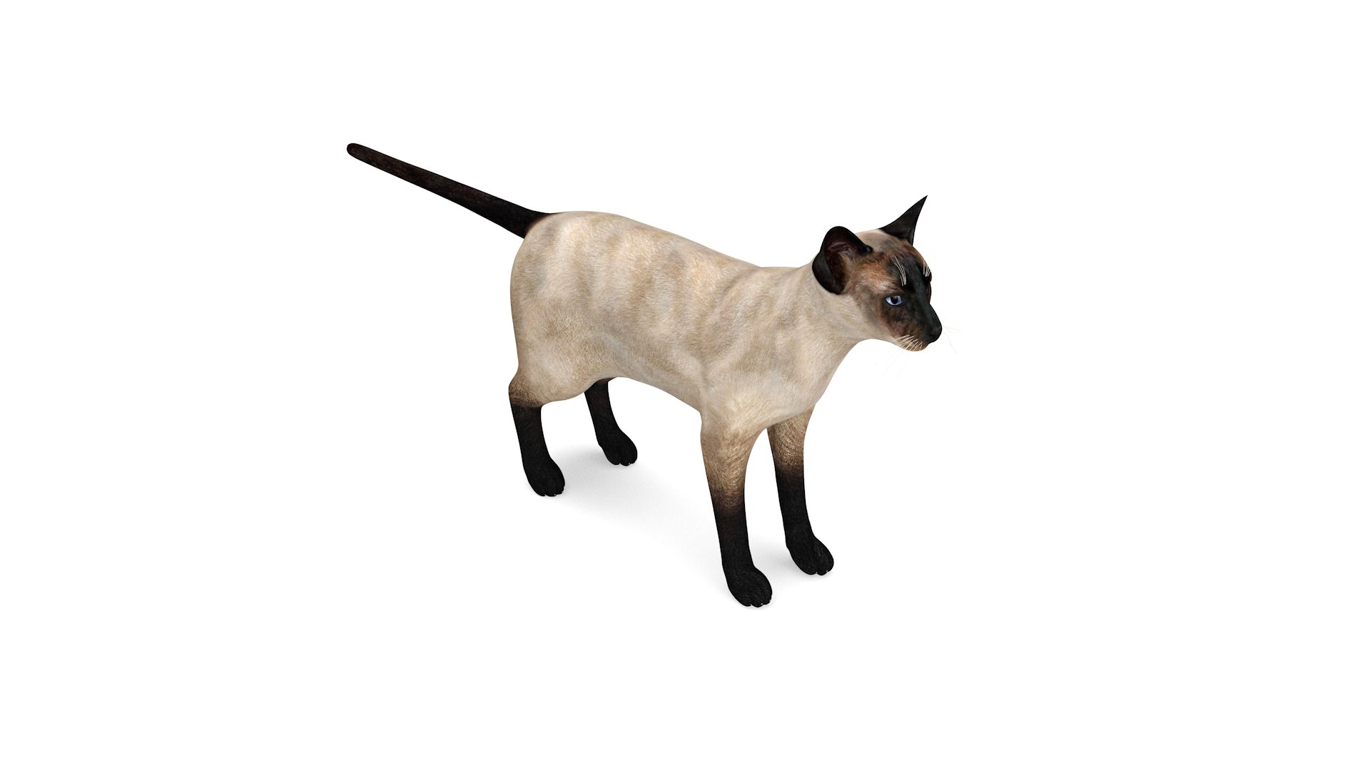 Siamese Cat 3D Model - TurboSquid 1844027