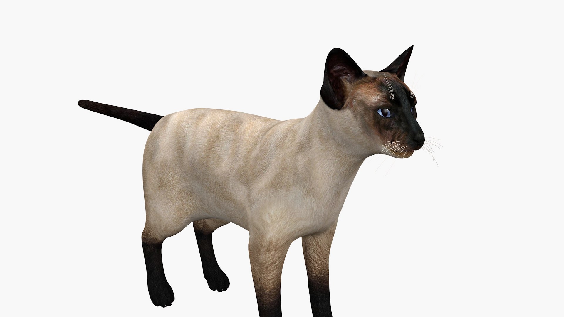 Siamese Cat 3D Model - TurboSquid 1844027