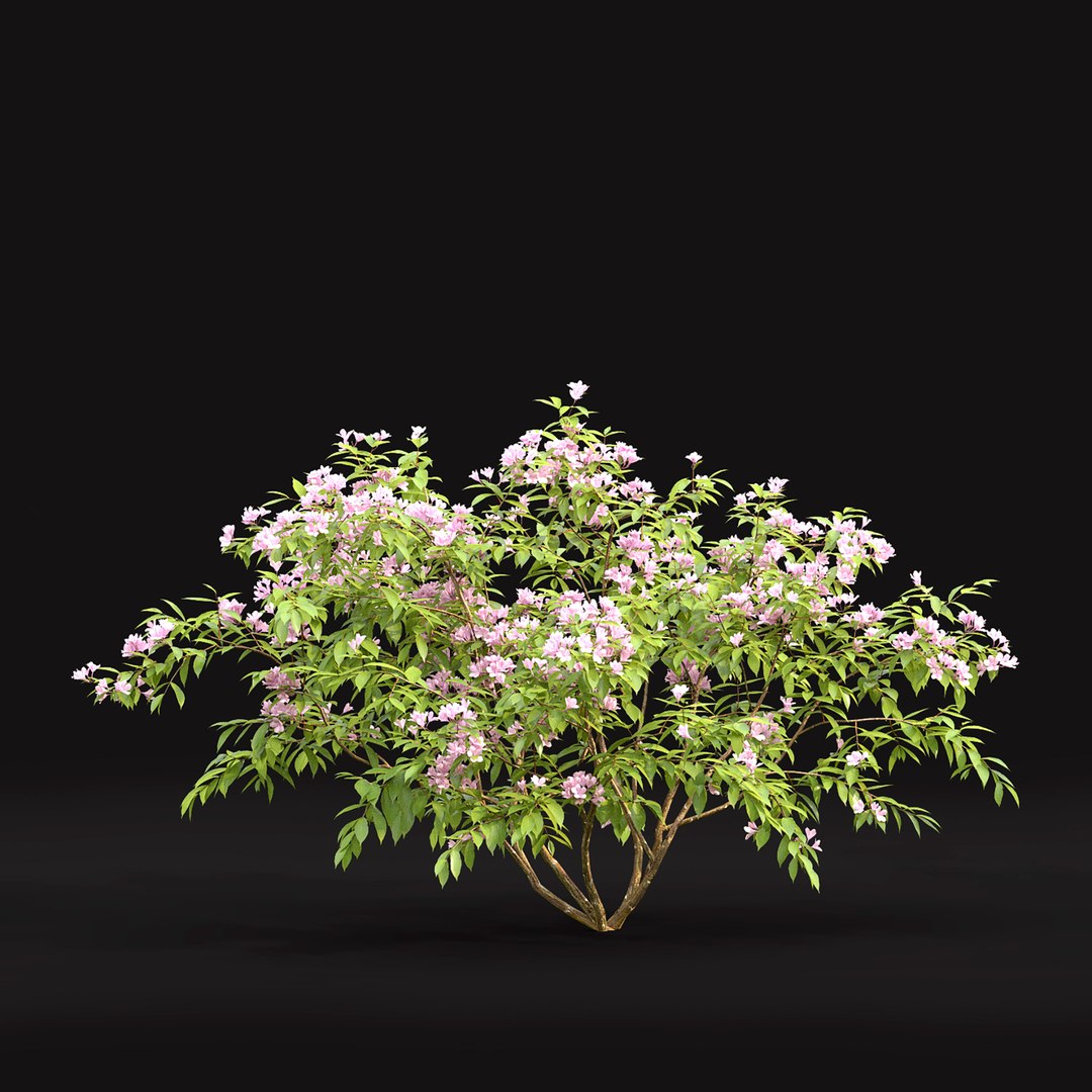 Weigela 02 flowering 3D model - TurboSquid 1873338