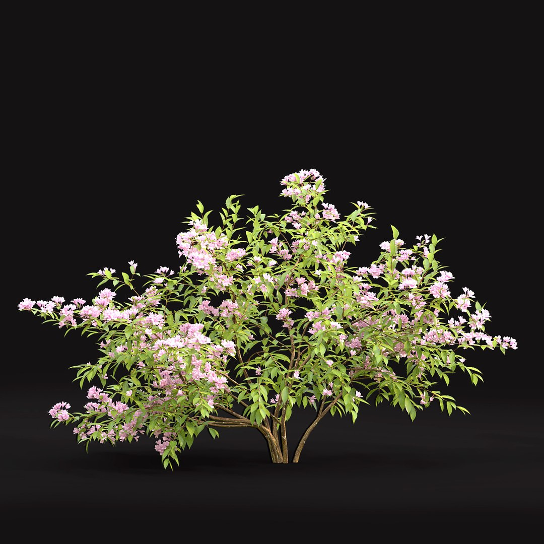 Weigela 02 flowering 3D model - TurboSquid 1873338