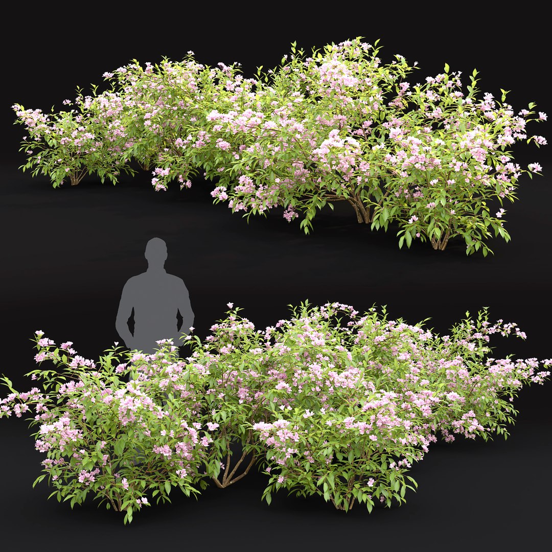 Weigela 02 flowering 3D model - TurboSquid 1873338