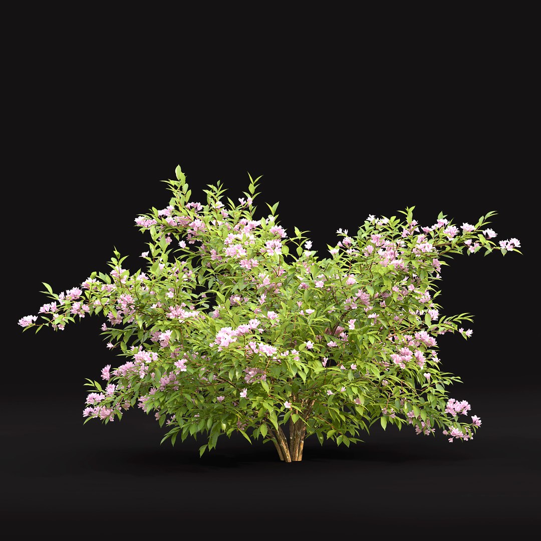 Weigela 02 flowering 3D model - TurboSquid 1873338