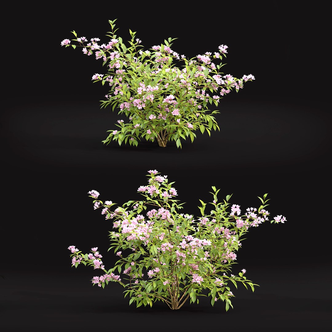 Weigela 02 flowering 3D model - TurboSquid 1873338