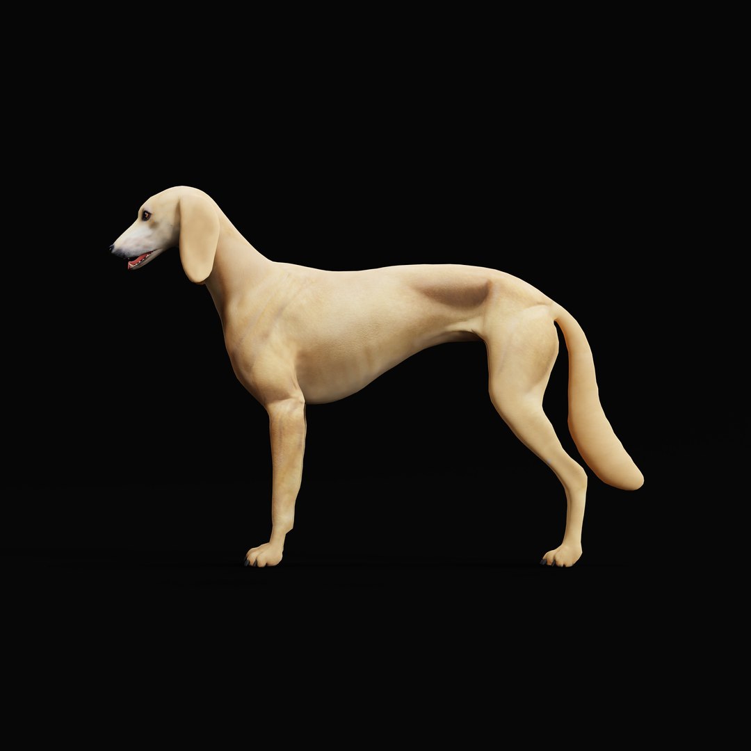 Saluki Persian Hound Dog Model - TurboSquid 2391512