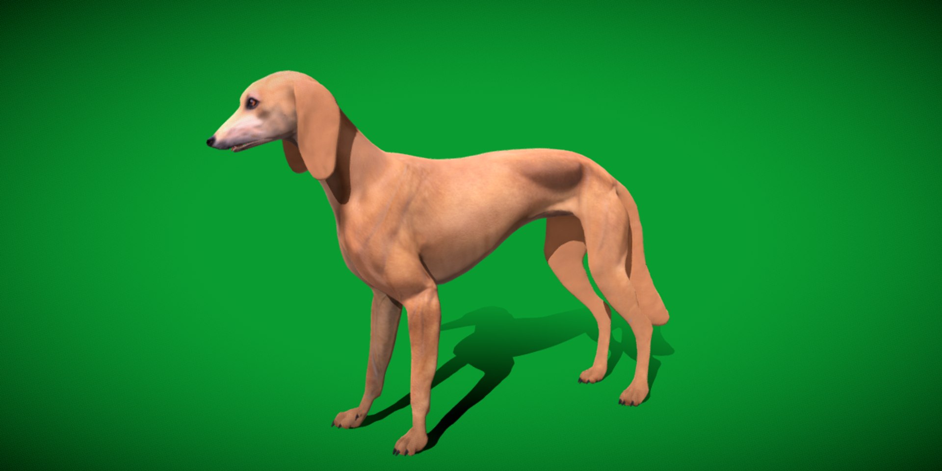 Saluki Persian Hound Dog Model - TurboSquid 2391512