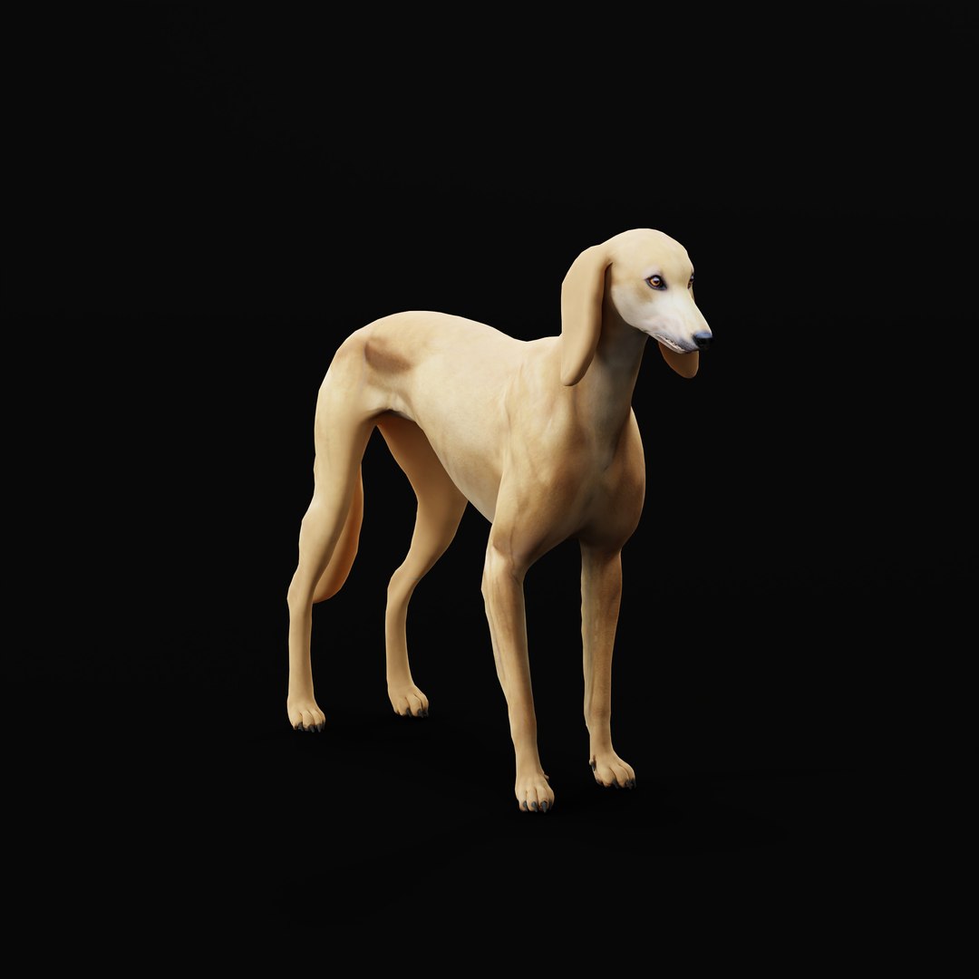 Saluki Persian Hound Dog Model - TurboSquid 2391512