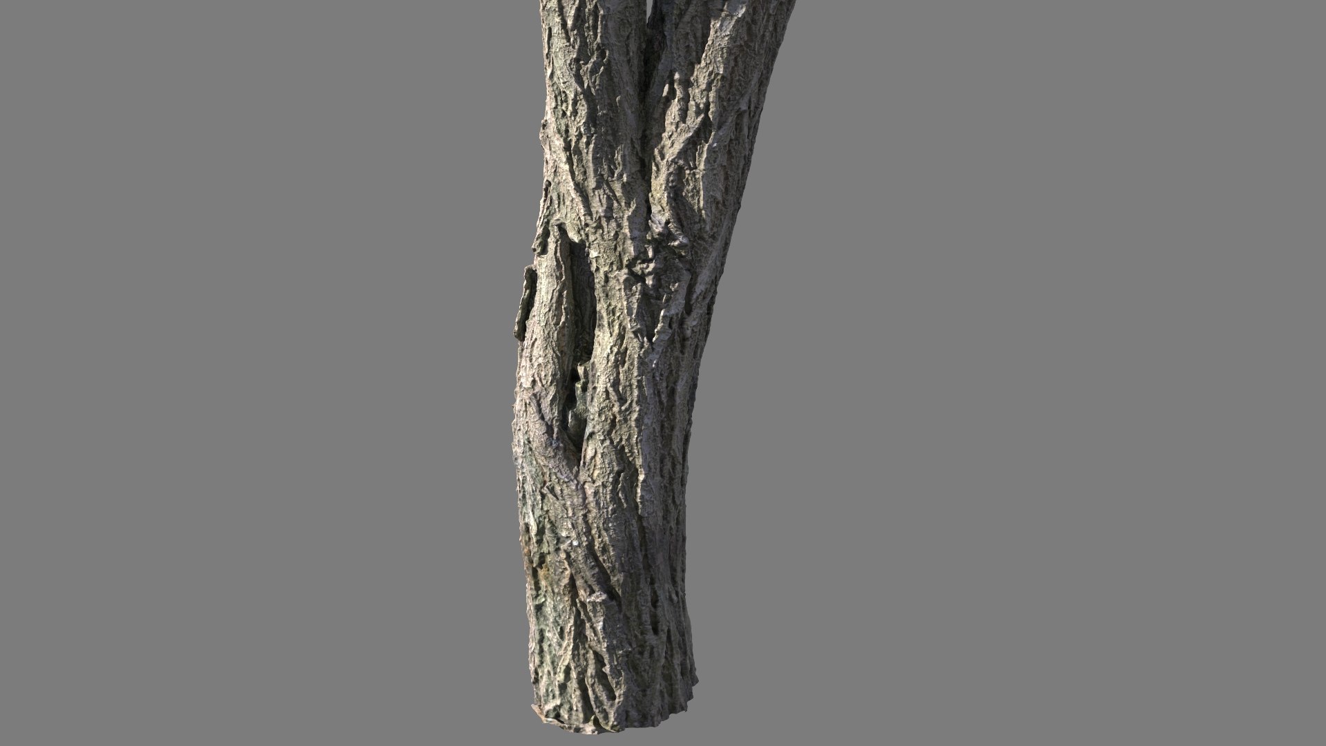 Scanned Tree Trunk 02 3D Model - TurboSquid 2113383