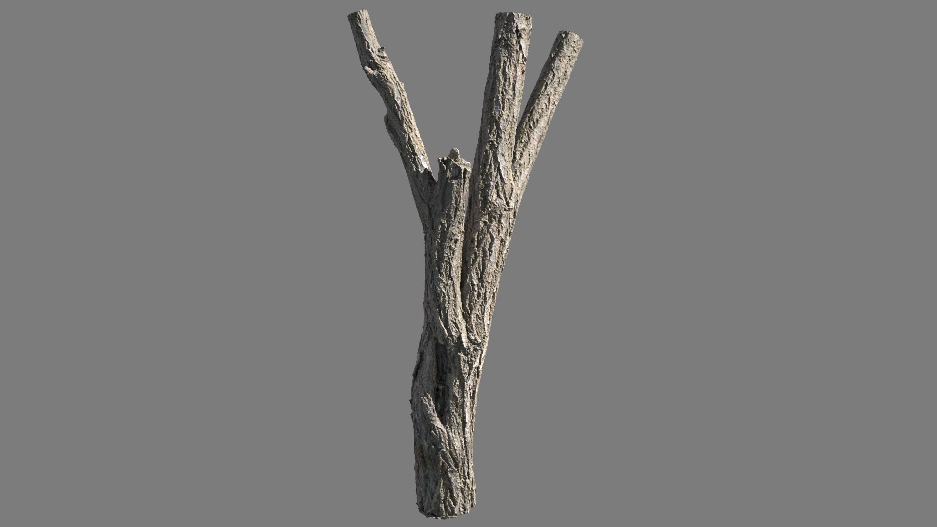 Scanned Tree Trunk 02 3D Model - TurboSquid 2113383