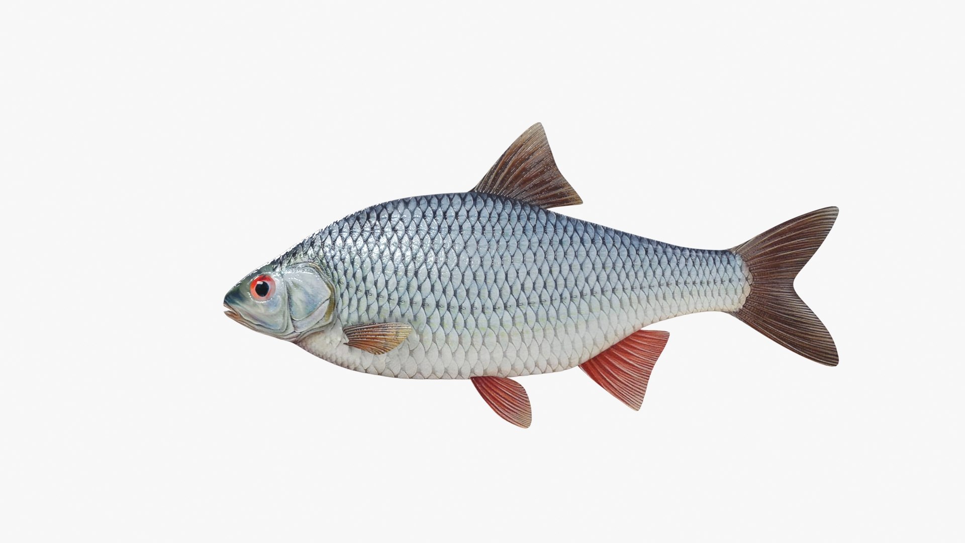 Common Roach 3D Model - TurboSquid 1734860