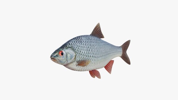 Common Roach 3D model - TurboSquid 1734860