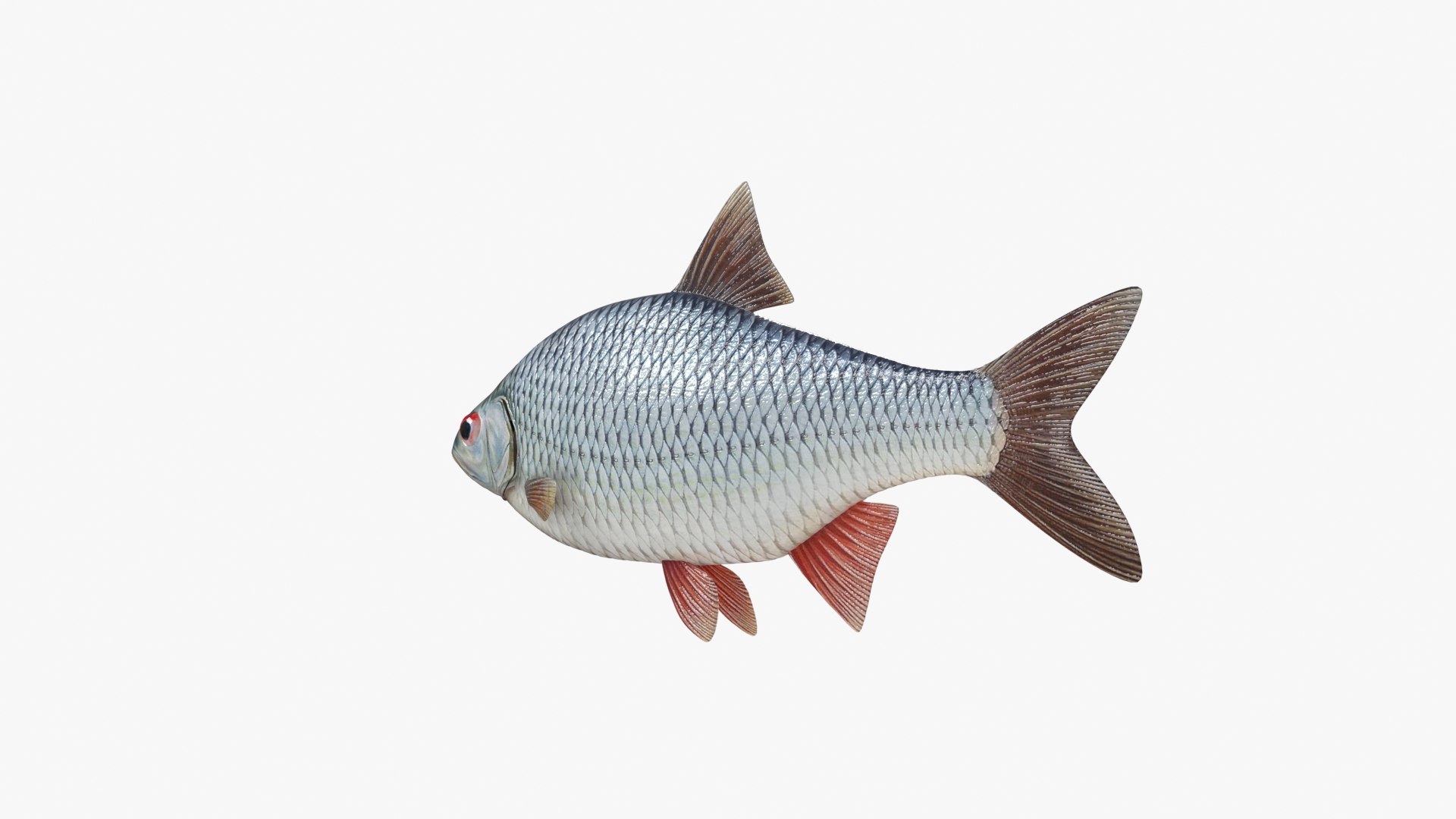 Common Roach 3D Model - TurboSquid 1734860