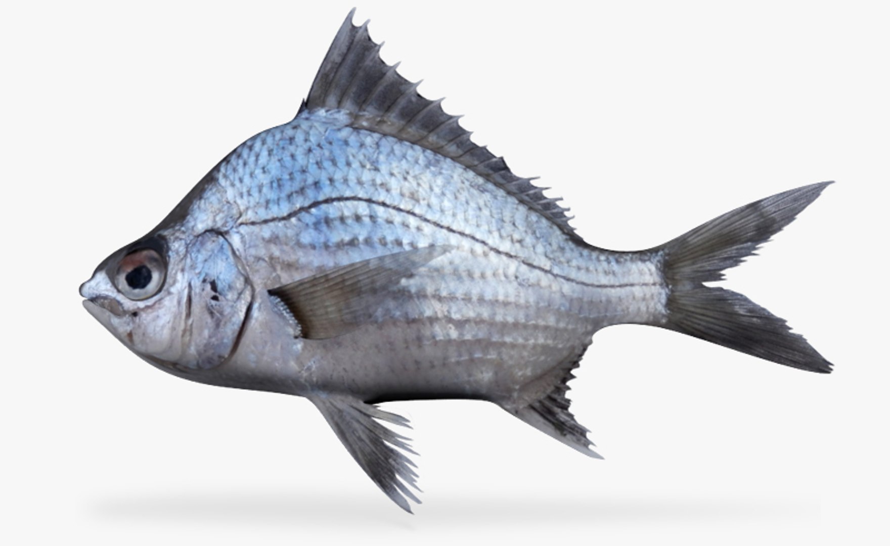 Streaked Mojarra Fbx