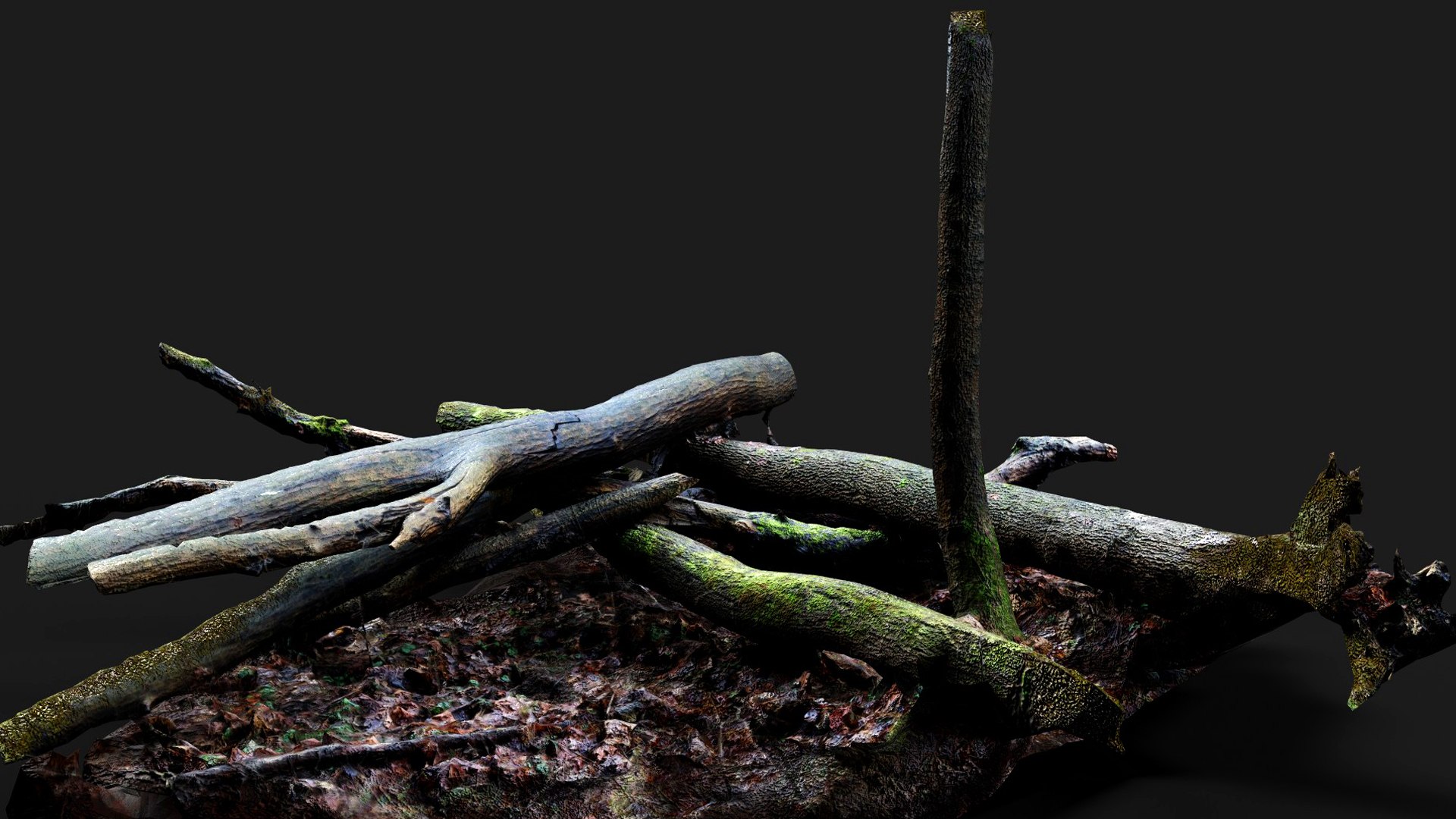 3D Model Forest Ground Trees Mossy Trunks Debris Pt8 Photogrammetry ...