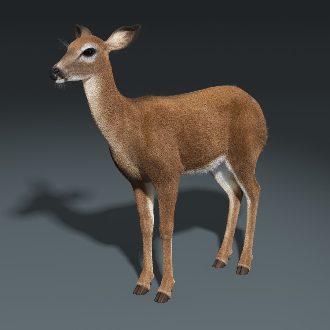 3d White Tailed Doe Fur