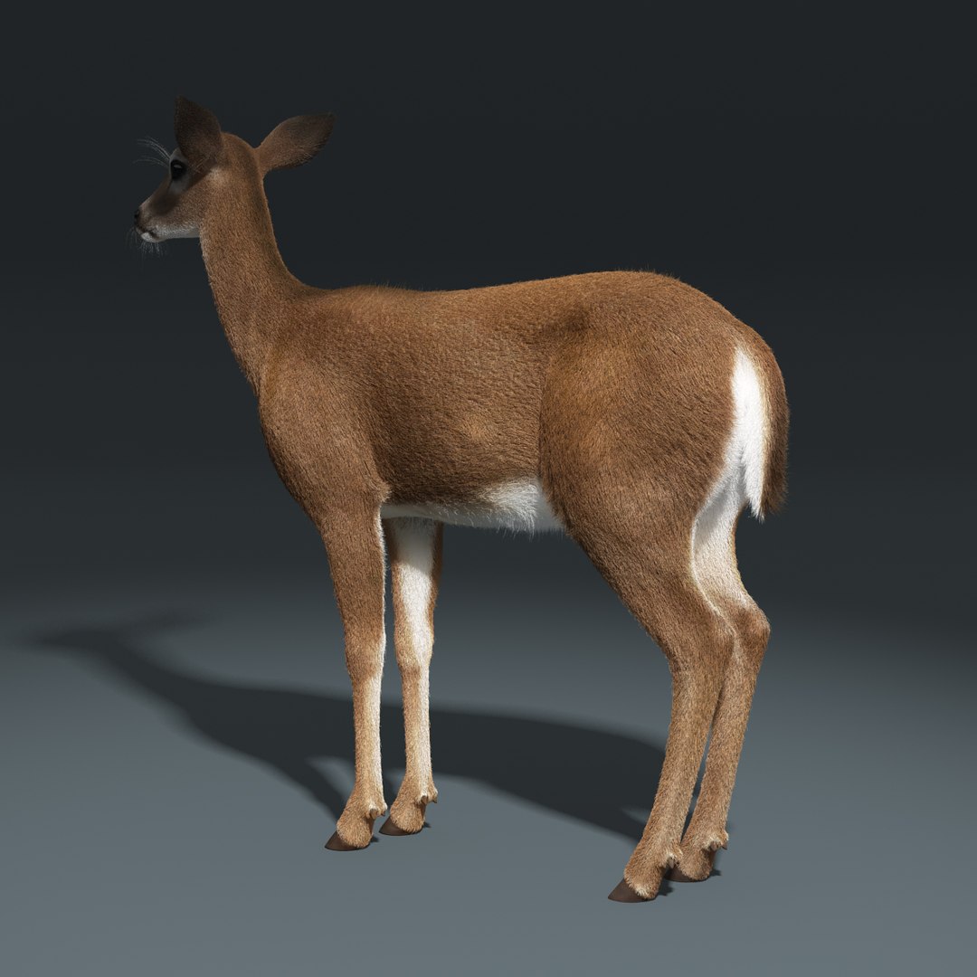 3d White Tailed Doe Fur