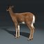 3d White Tailed Doe Fur