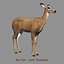 3d White Tailed Doe Fur