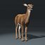 3d White Tailed Doe Fur
