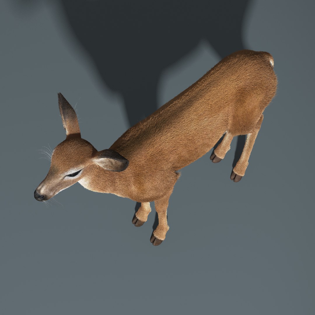 3d White Tailed Doe Fur
