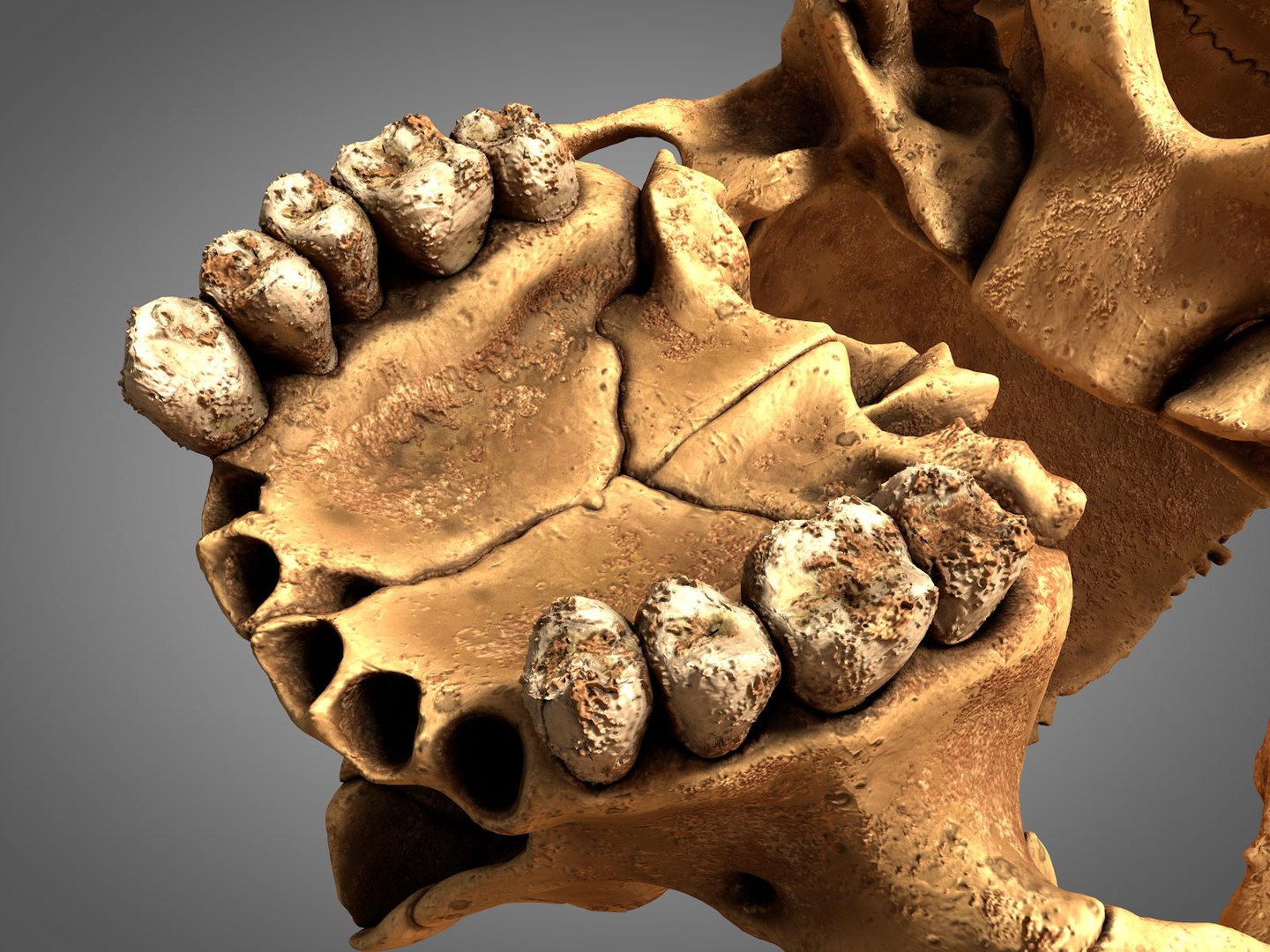 3D ancient shattered human skull - TurboSquid 1329350