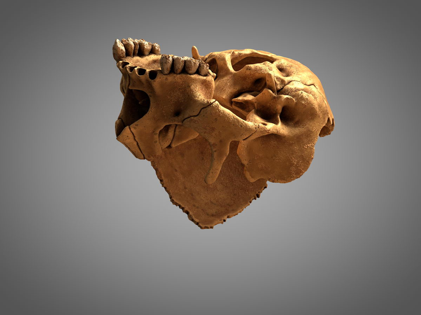 3D ancient shattered human skull - TurboSquid 1329350