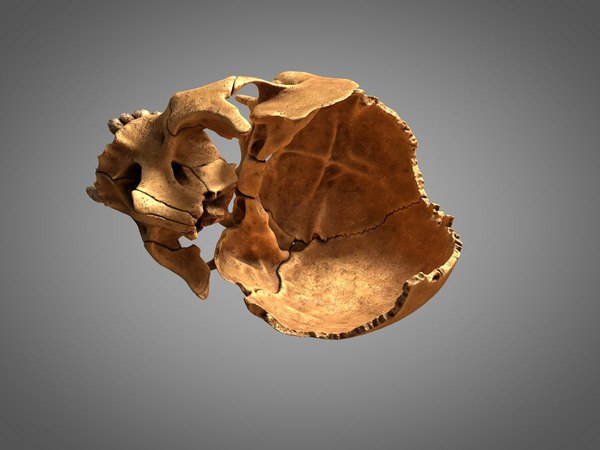 3D ancient shattered human skull - TurboSquid 1329350