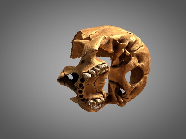 3D ancient shattered human skull - TurboSquid 1329350