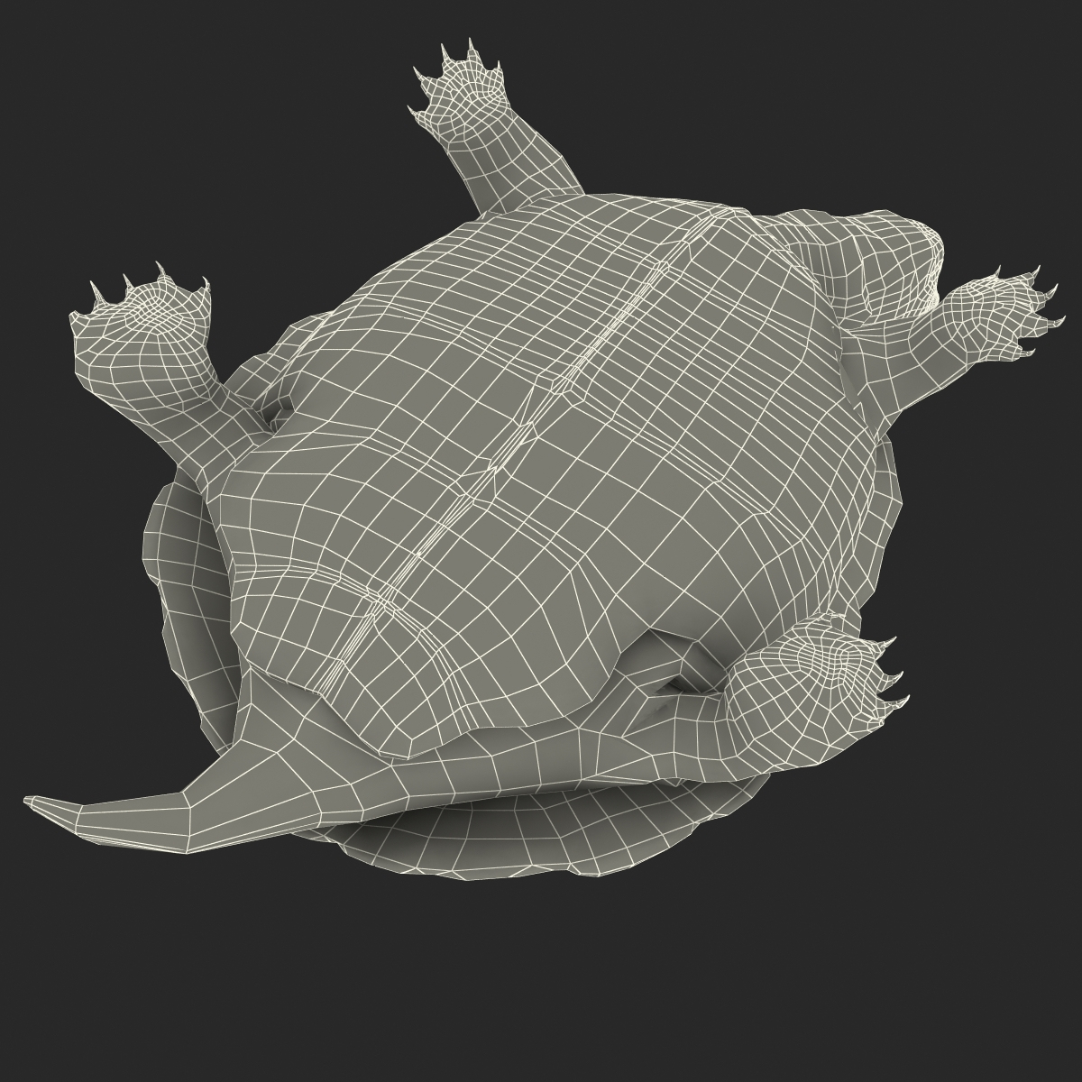 pond slider turtle pose 3d model