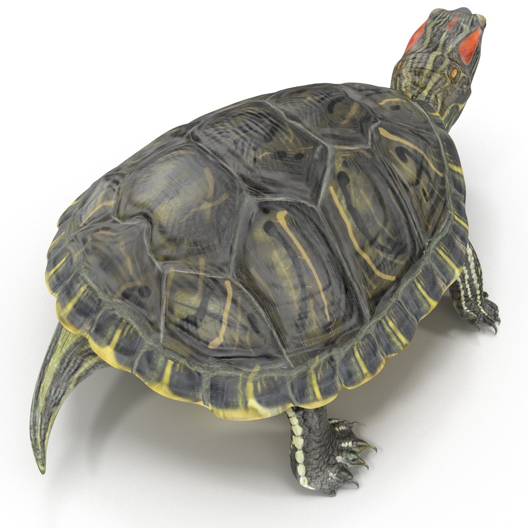Pond Slider Turtle Pose 3d Model