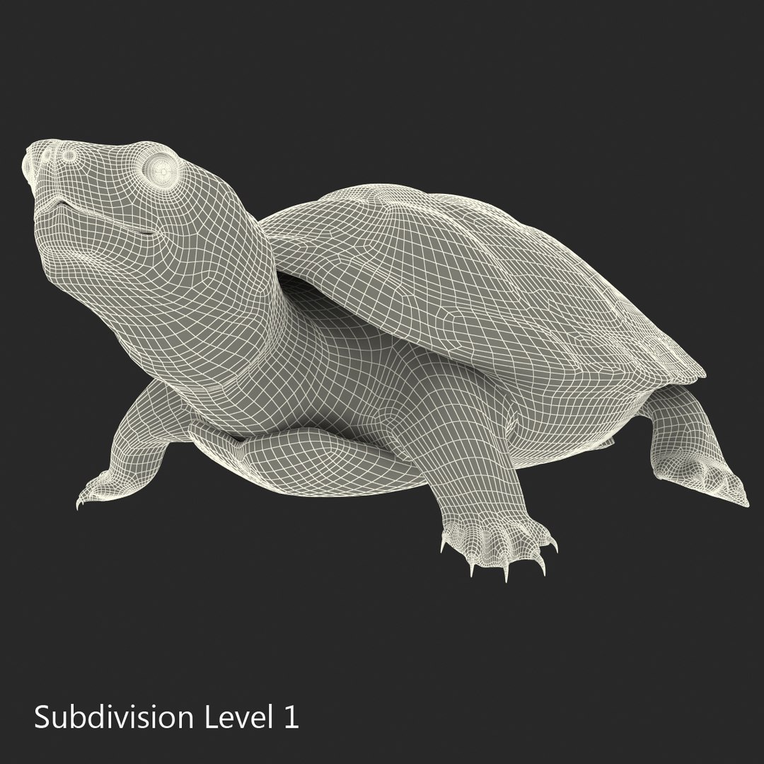 pond slider turtle pose 3d model