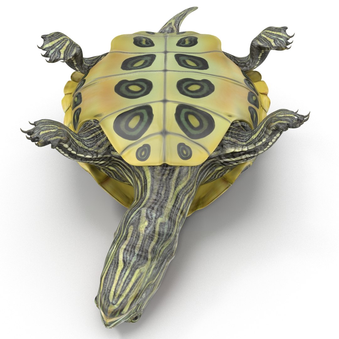 pond slider turtle pose 3d model