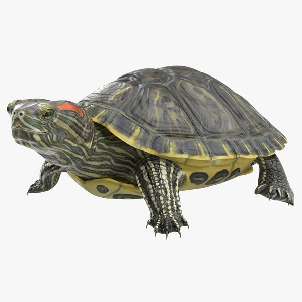 pond slider turtle rigged 3d model