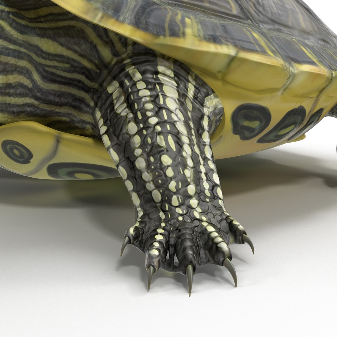 Pond Slider Turtle Pose 3d Model