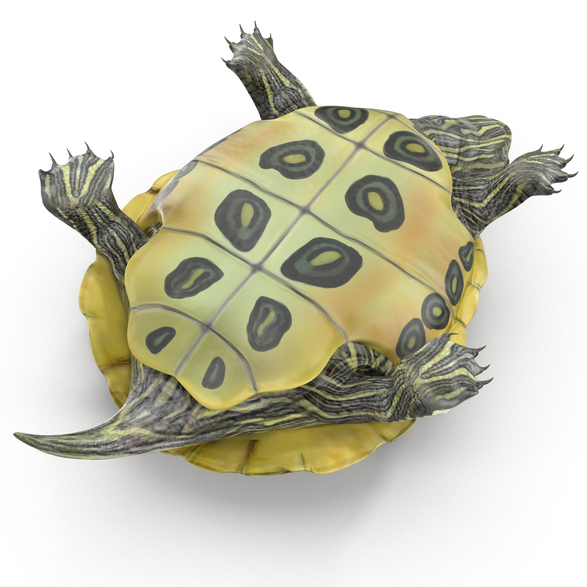 pond slider turtle pose 3d model