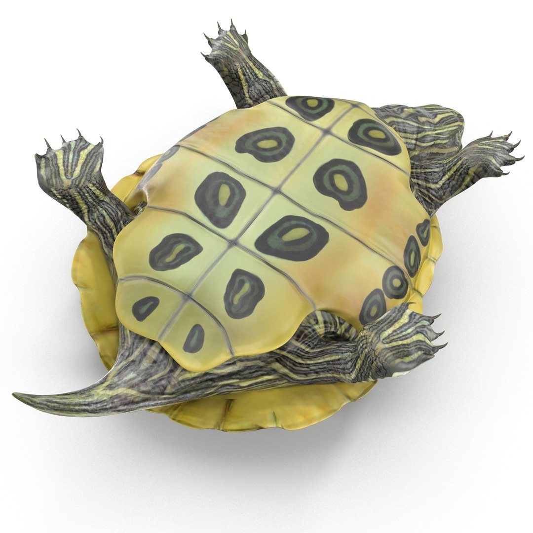 Pond Slider Turtle Pose 3d Model