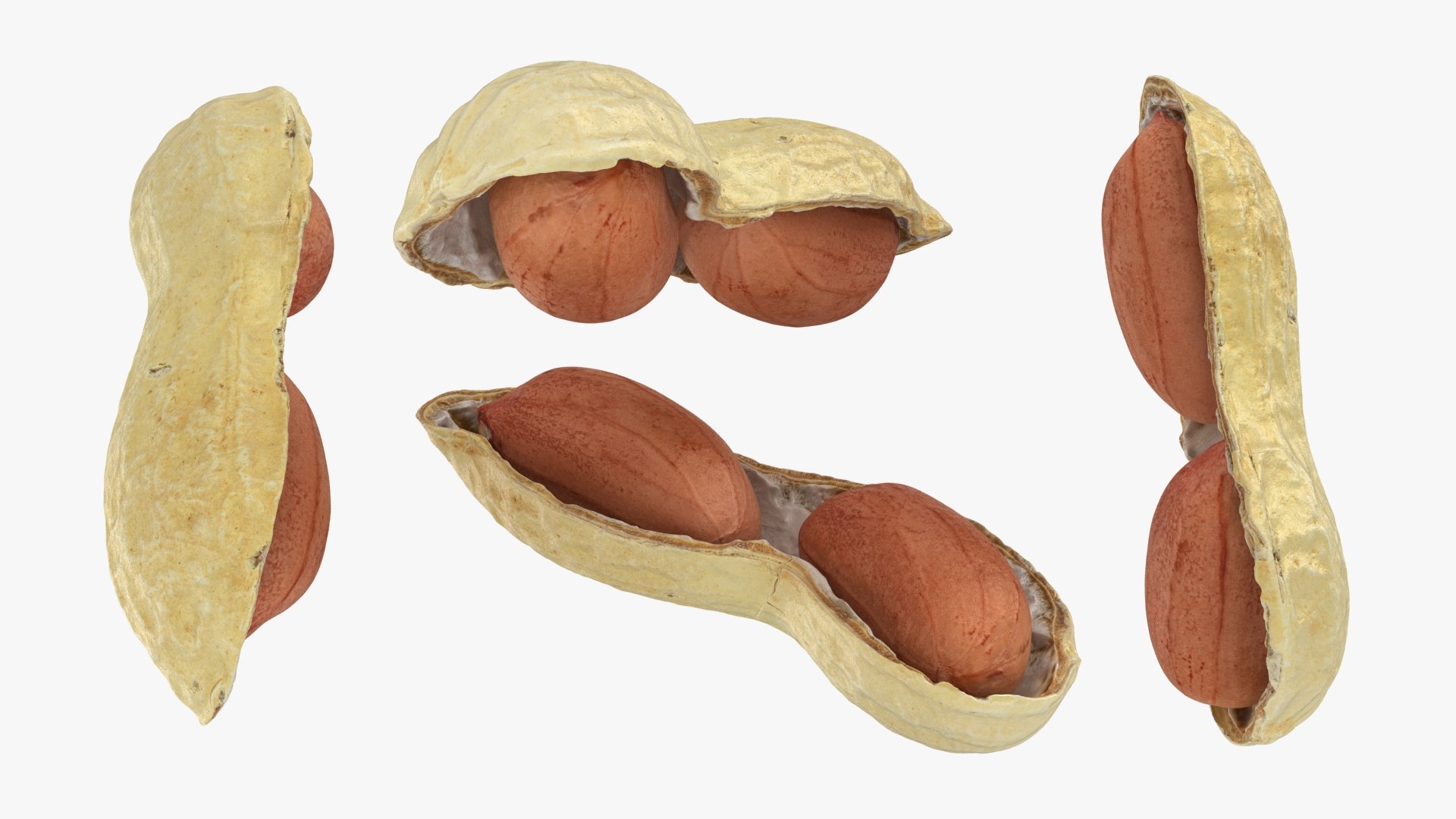 Open Peanut Shell with Kernels 3D model - TurboSquid 1958669