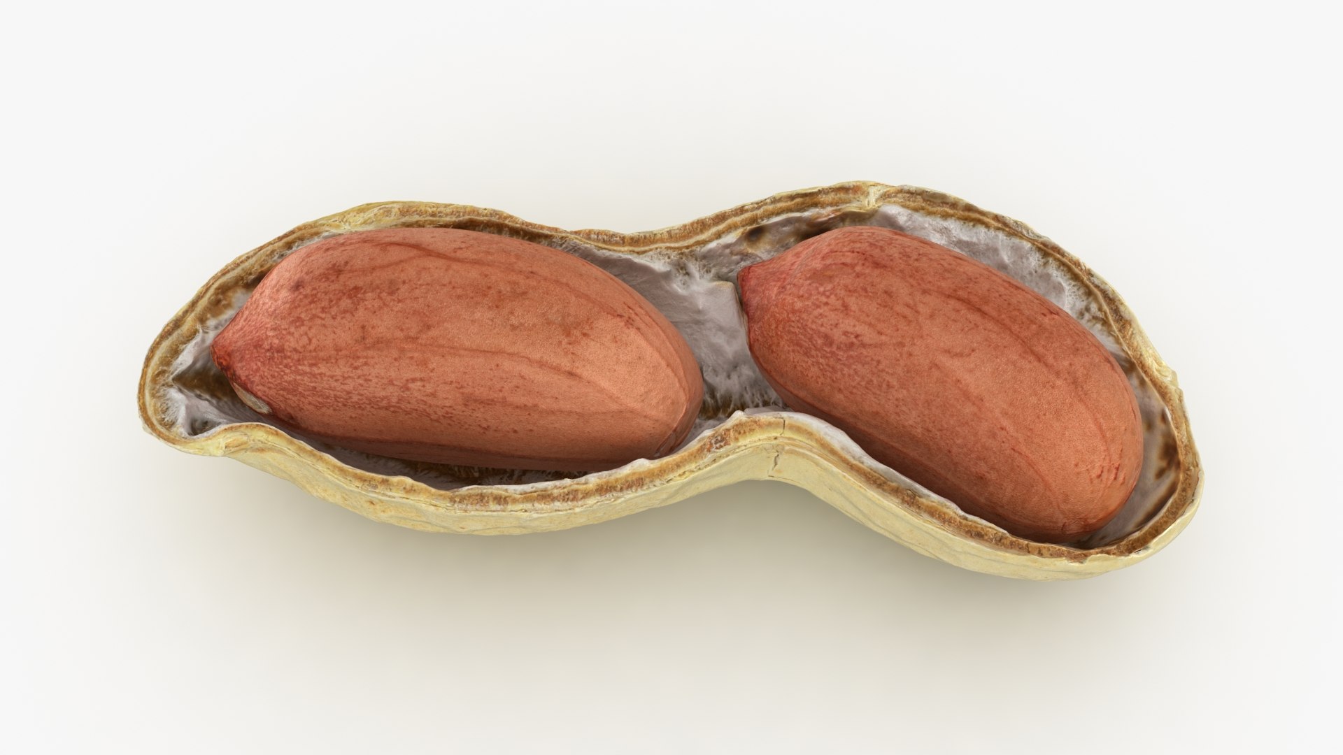 Open Peanut Shell with Kernels 3D model - TurboSquid 1958669