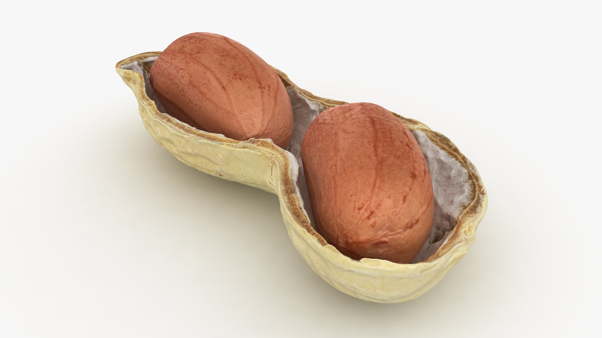 Open Peanut Shell with Kernels 3D model - TurboSquid 1958669