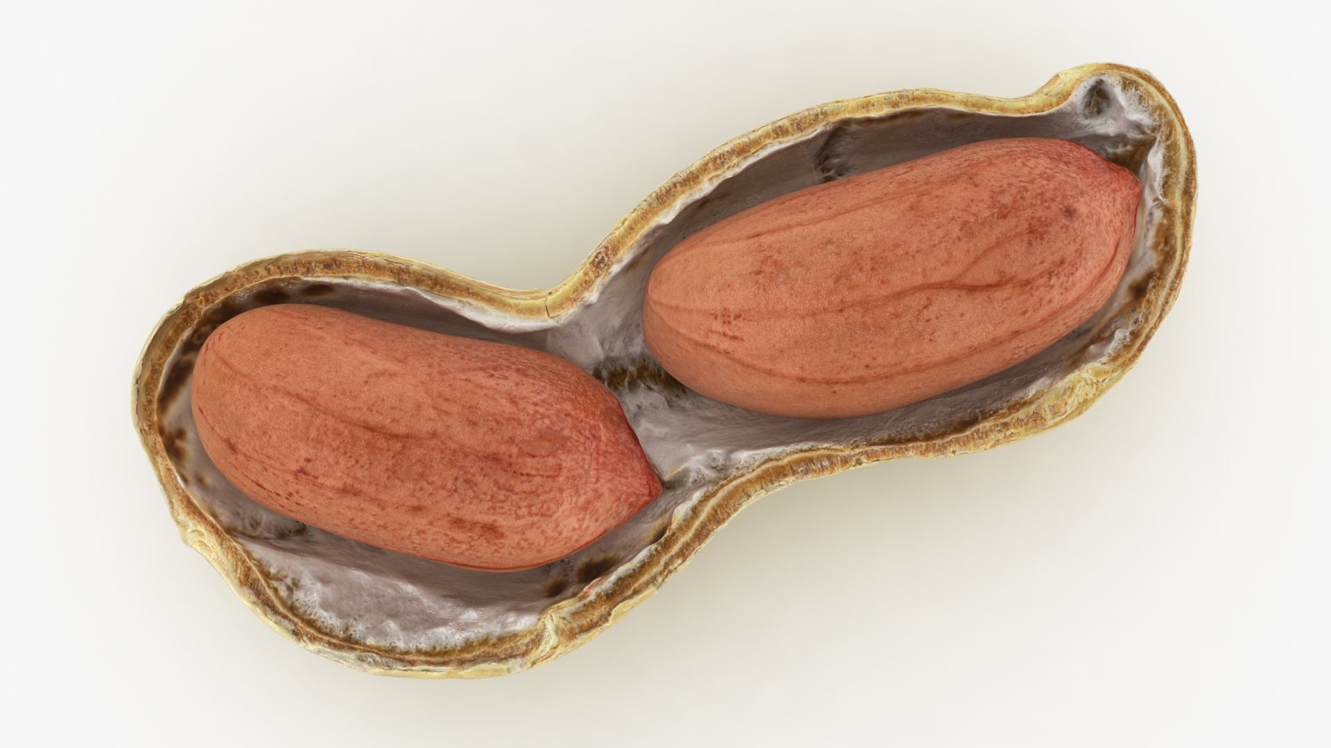 Open Peanut Shell with Kernels 3D model - TurboSquid 1958669