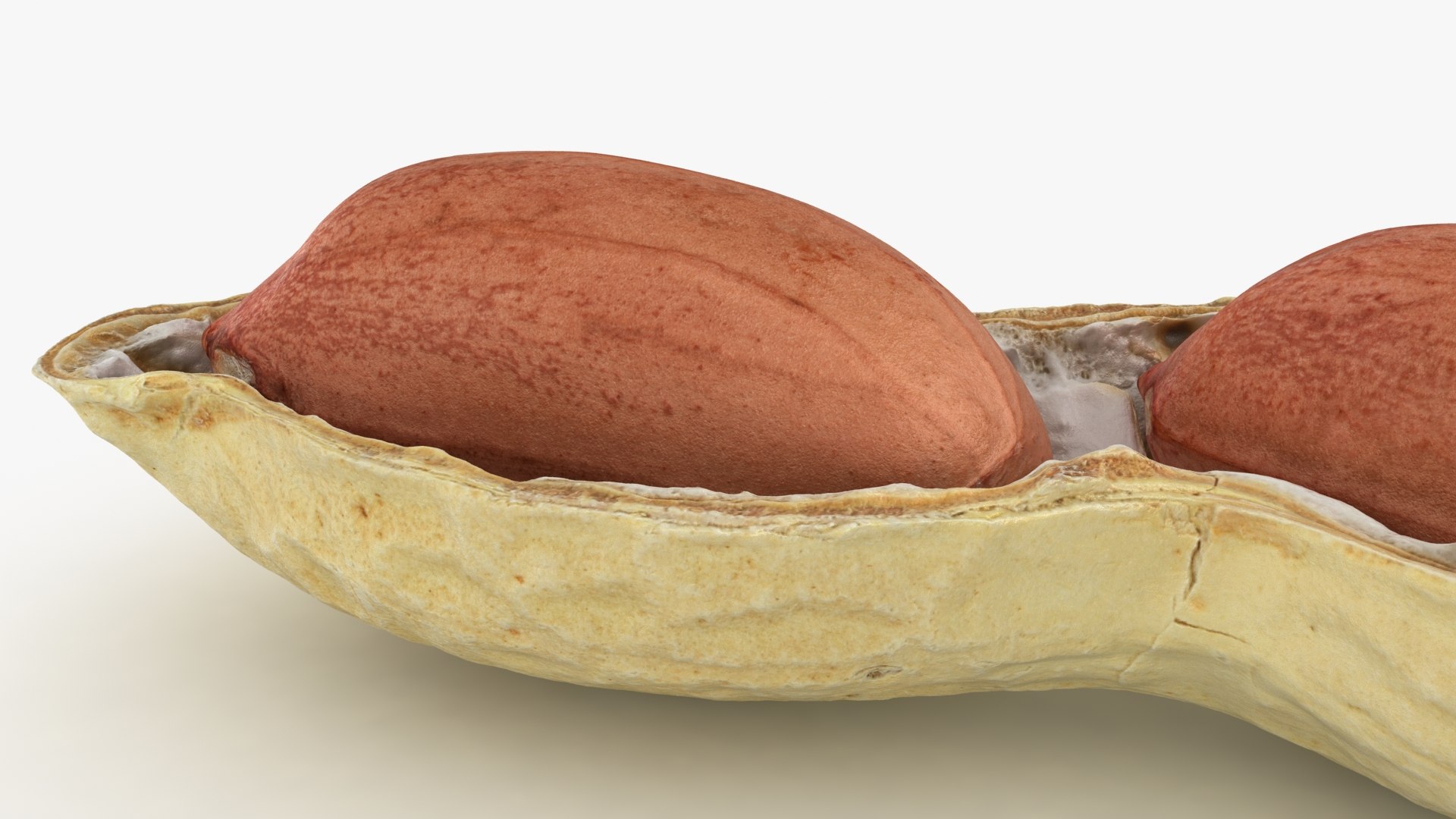 Open Peanut Shell with Kernels 3D model - TurboSquid 1958669